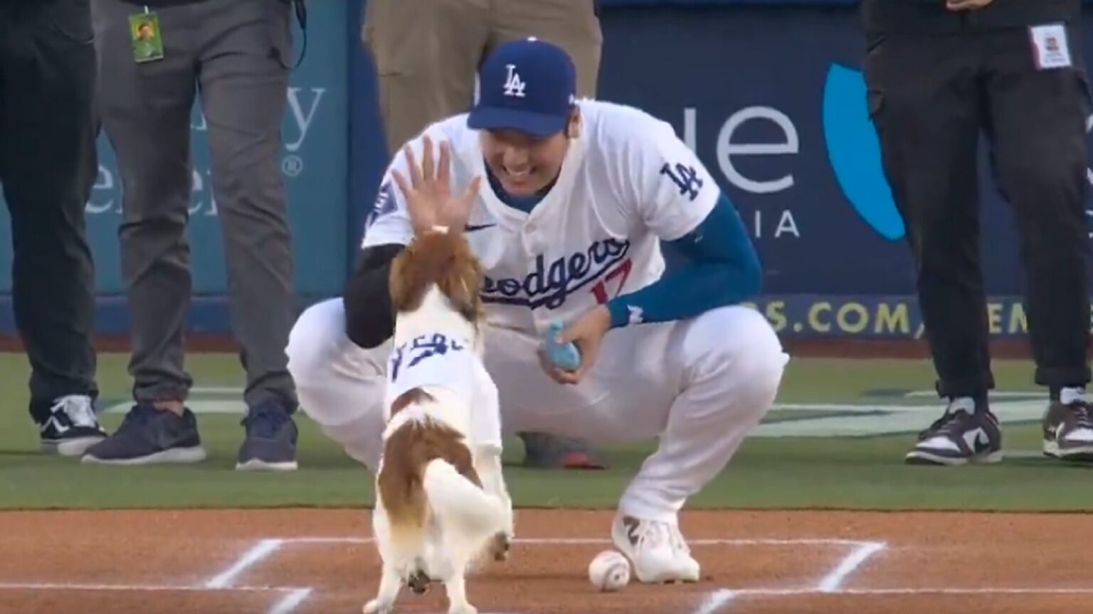 Shohei Ohtani's dog Decoy delivered the best first pitch